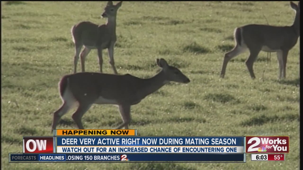 Deer very active during mating season - YouTube