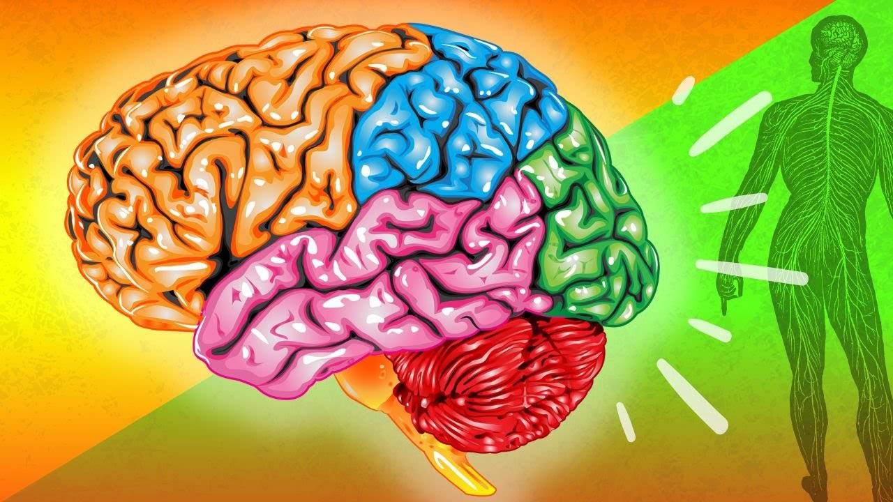 How the Nervous System ACTUALLY Works (EASY!) - YouTube