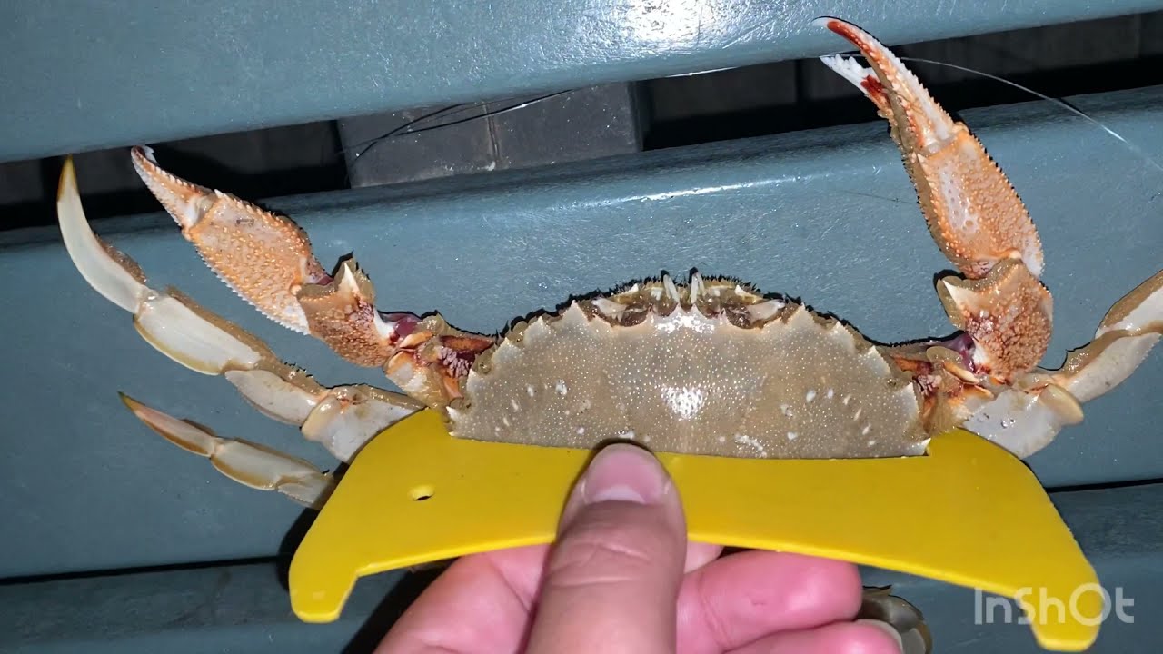 Grange Jetty Crabbing And Fishing - YouTube