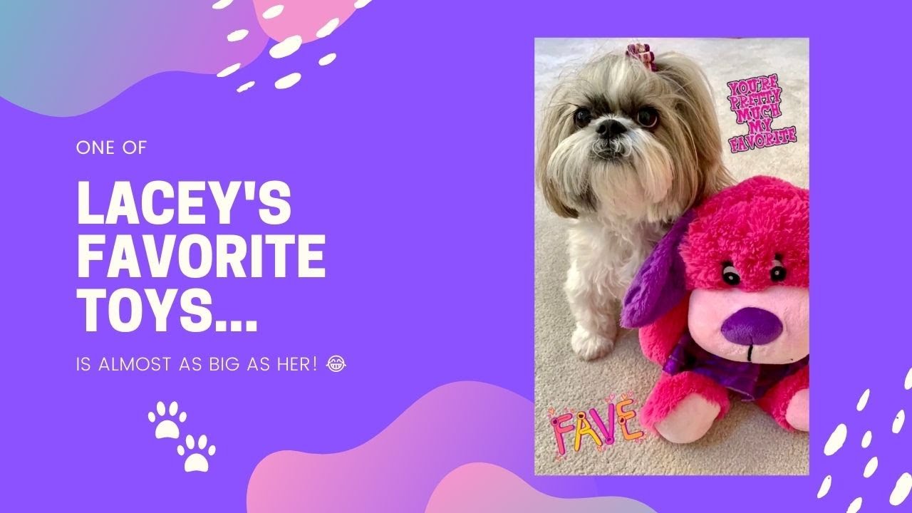 Lacey's doggie toy is as big as her! 🐶😂 | Silly Shih Tzu dog playing 🐾 ...