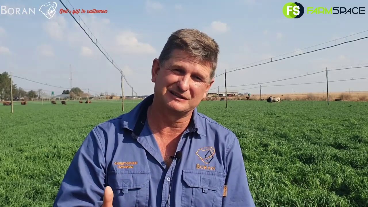 Christopher Havenga oor die Boran suksesstorie 2020 - YouTube