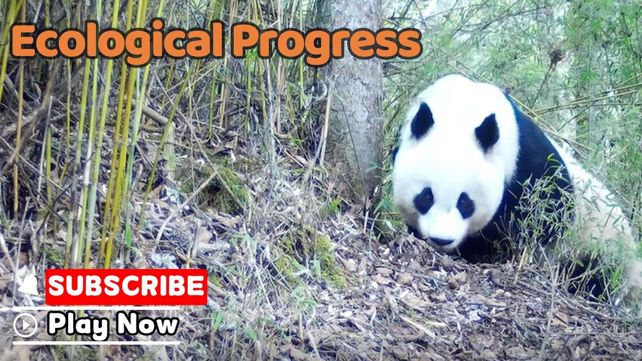 Panda Videos & Live Cams – Watch Pandas Anytime: iheartpandas.com