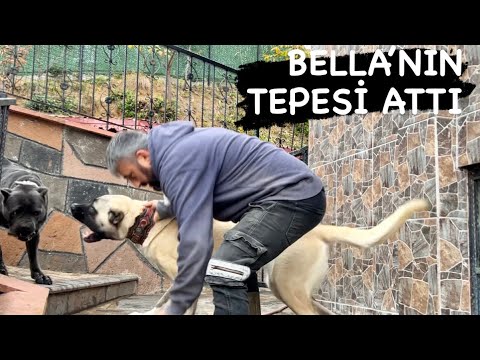 VURGUN BELLA’YA ÇÖKMEYE ÇALIŞTI ;ORTALIK KARIŞTI..!