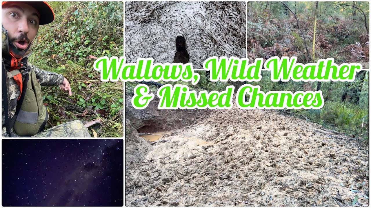NSW State Forest Hunting || Sambar Deer Wallows, Wild Weather and ...