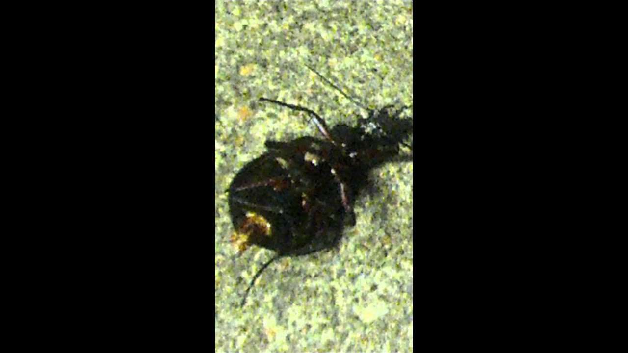 Beetle birth - YouTube