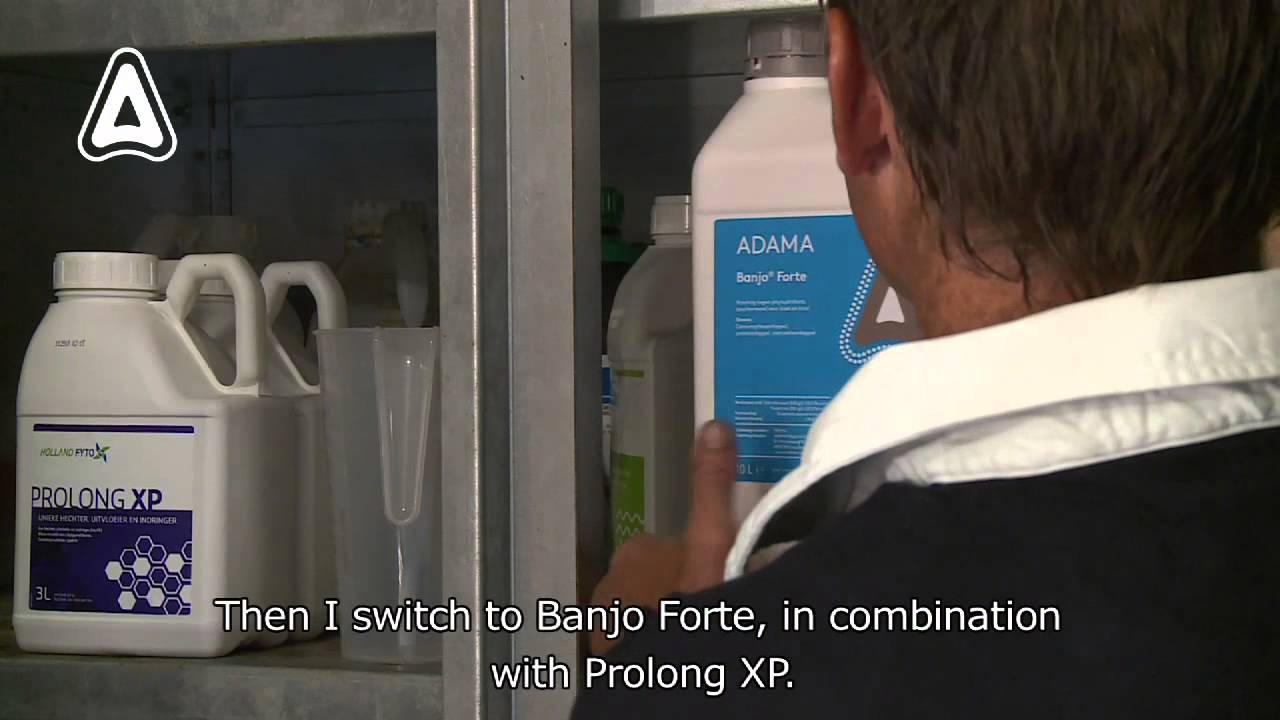 Phytophthora control with Banjo Forte - YouTube
