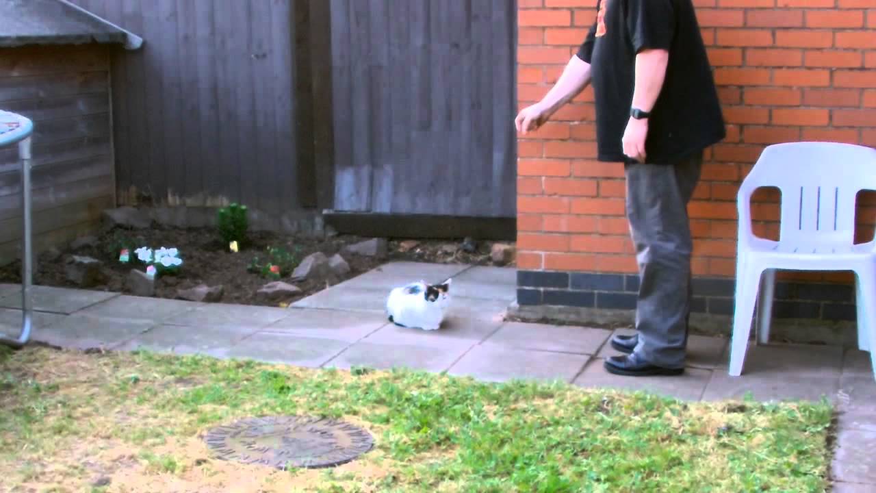 Impressive stunt cat - YouTube