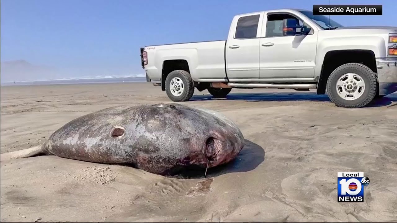 Rare fish washes ashore on Oregon beach - YouTube