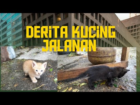 Derita Kucing Jalanan