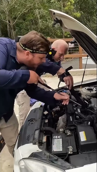 Venomous Snake Found Inside Car Engine! - YouTube