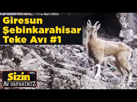 Giresun Teke Avı 1 Sizin Av Safariniz Davut Şimşek Yaban Tv Goat Hunting Turkey