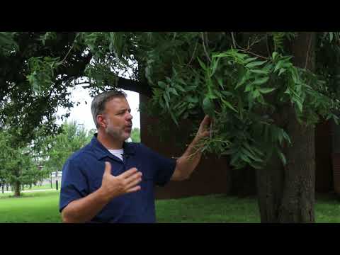 Chinese pistache (Pistacia chinensis) - Plant Identification