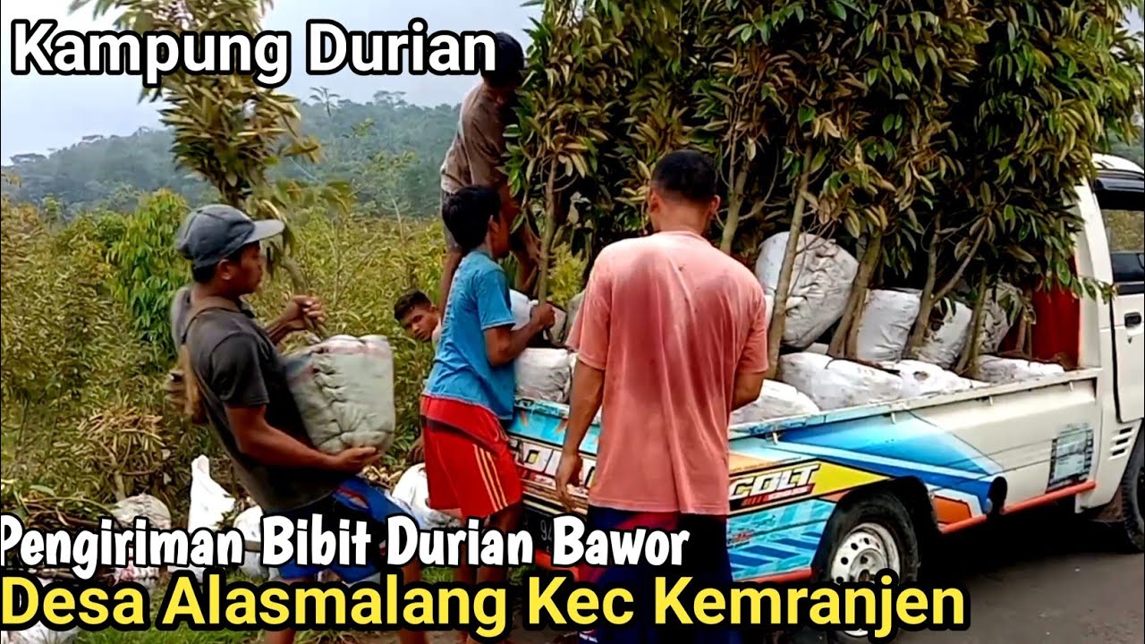 Mengunjungi Kebun Durian Bawor Di Desa Alasmalang Kecamatan Kemranjen ...
