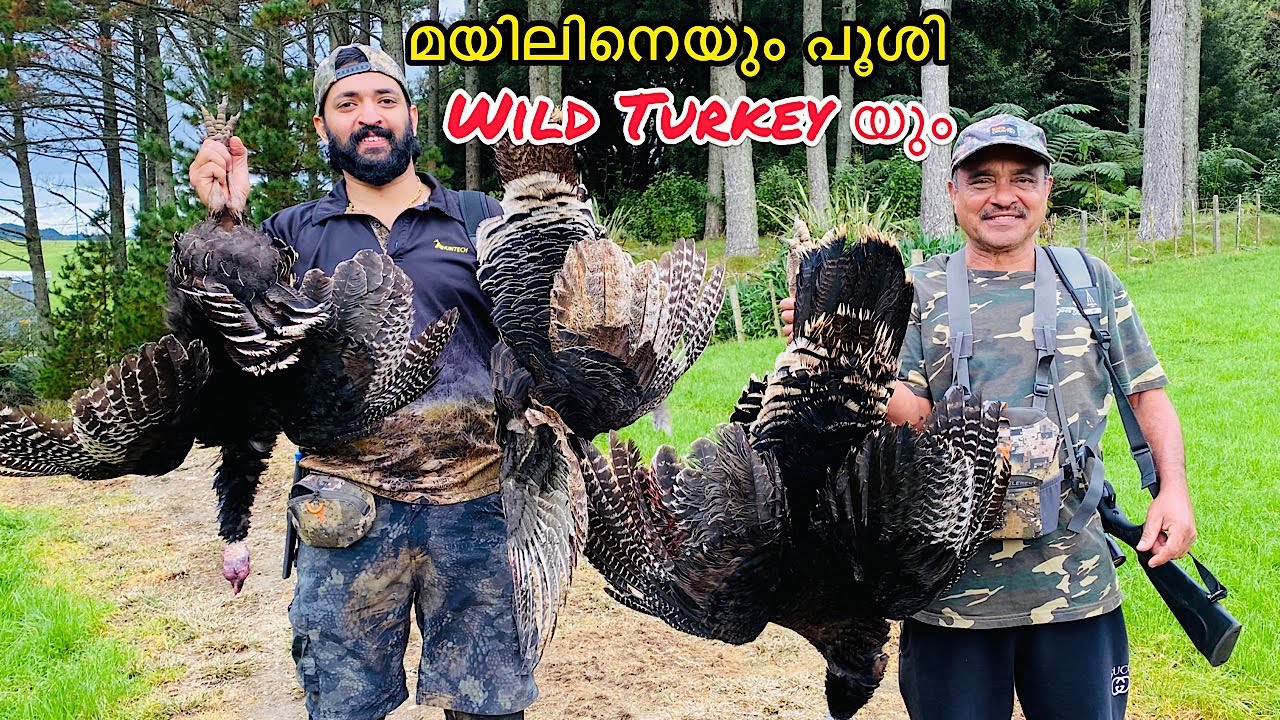 മയിലിനെയും പൂശി കൂടെ Wild Turkey യും, PEACOCK HUNTING!! TURKEY HUNTING ...