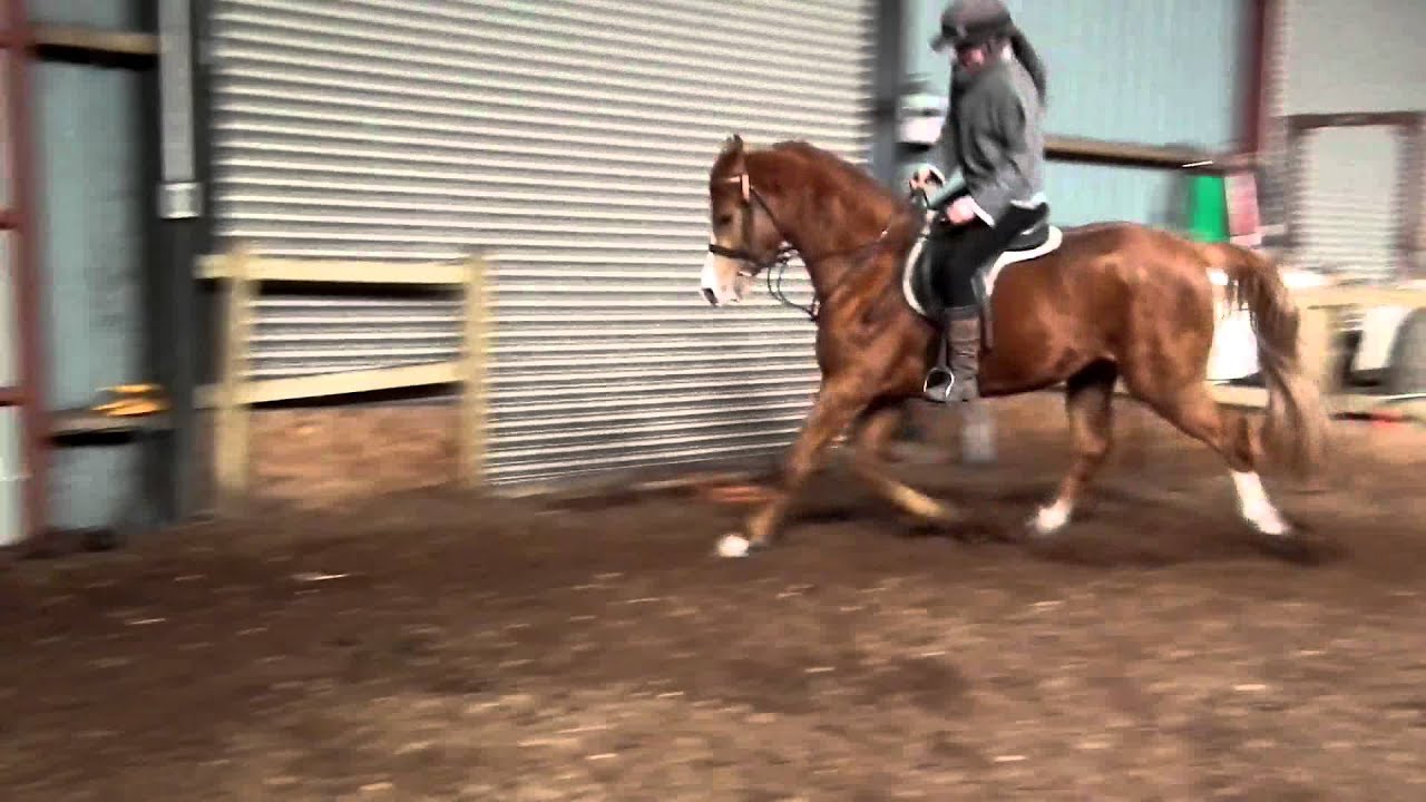 Archie... Arab Stallion - YouTube