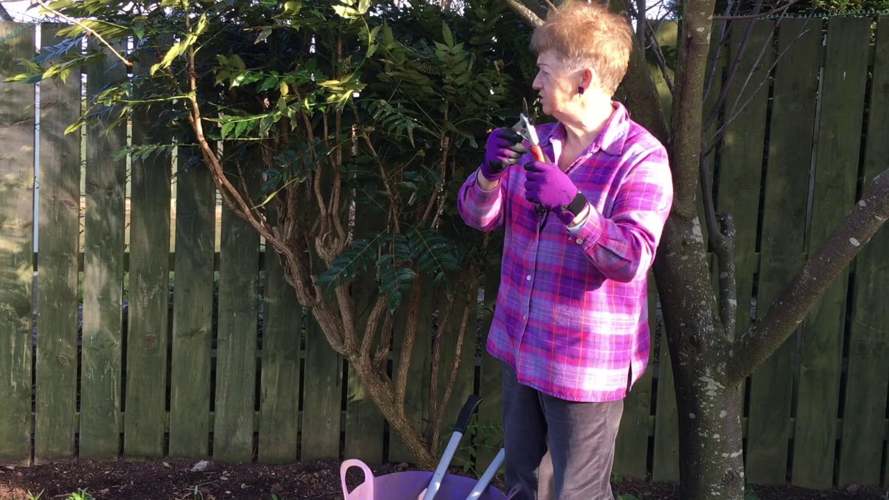 Pruning Shrubs to Create a Better Shape - YouTube