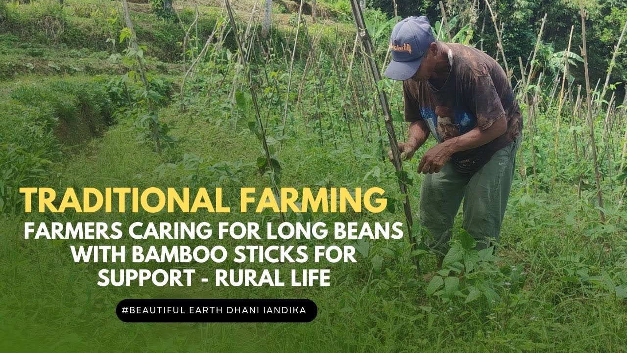 Traditional Farming: Farmers Caring for Long Beans with Bamboo Sticks ...