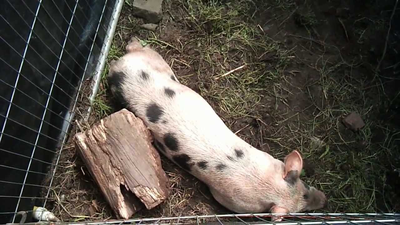 Pig Tractor UK. - YouTube