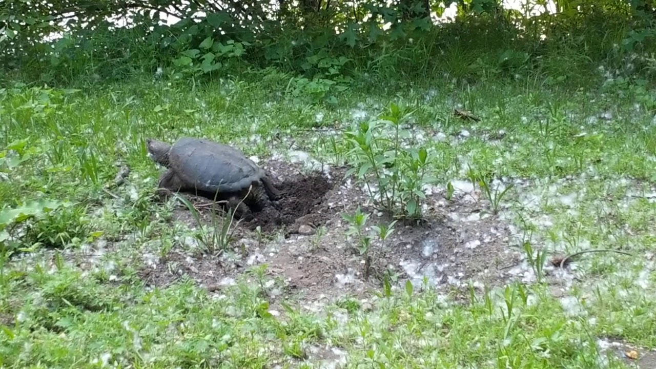 A mother turtle digging a hole to prepare for nesting (Leverett Pond ...
