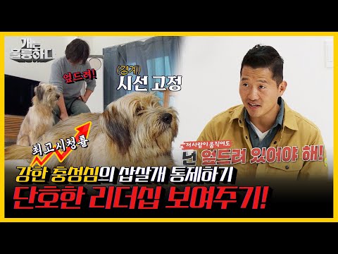 [#피크타임] ✨최고 분당 시청률✨ 통제를 거부하면 의자를 돌아주세요! 용맹이 맞춤형 의자 훈련 | #개는훌륭하다 Dogs Are Incredible | KBS 211122 방송