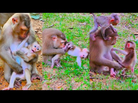 Best clip of the day baby monkey Lexi and monkey Louy - YouTube