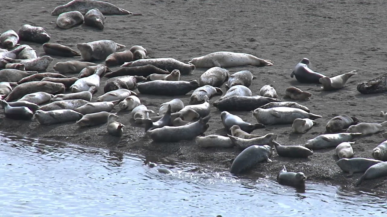 Majestic Animals — Harbor Seals - YouTube