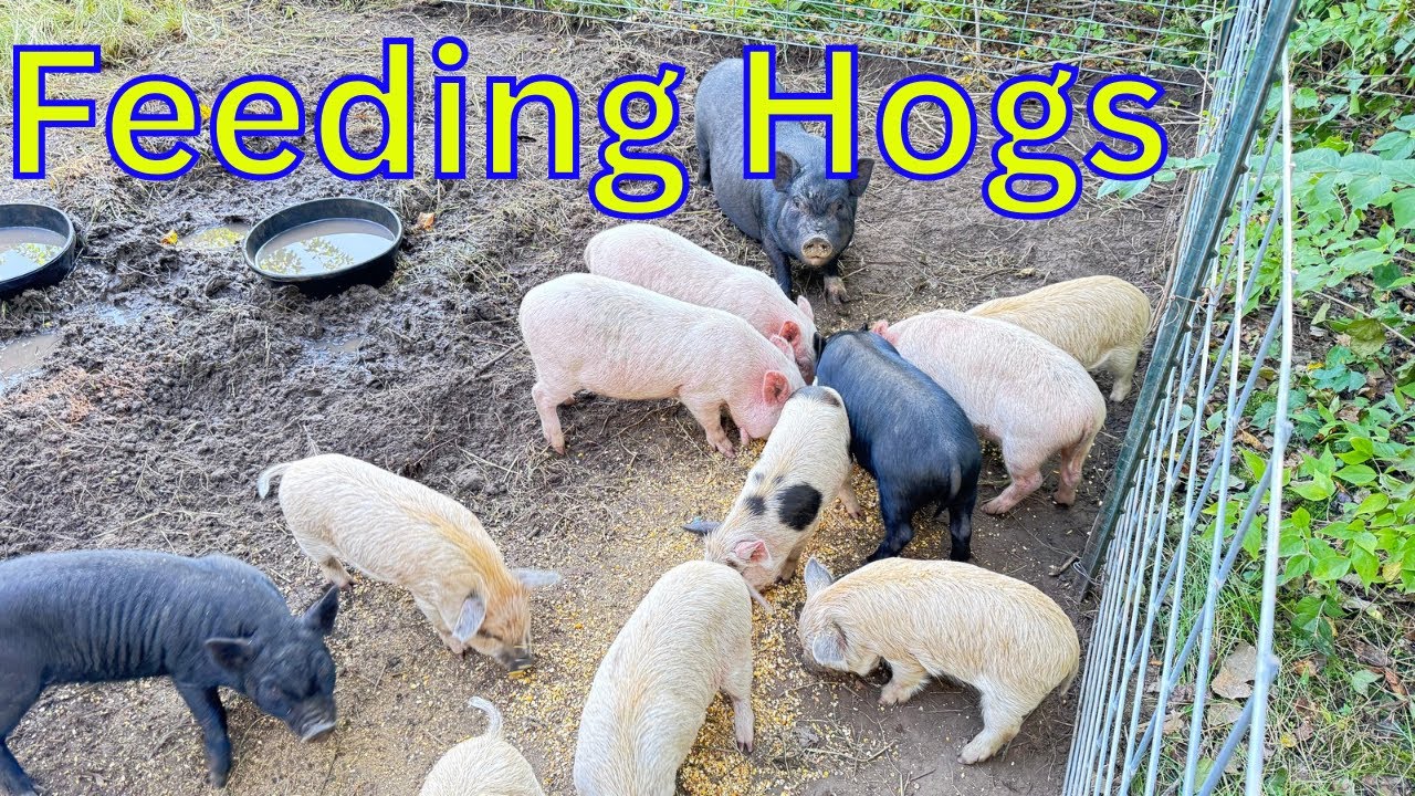 Feeding Time With the Hogs 🐖 - YouTube