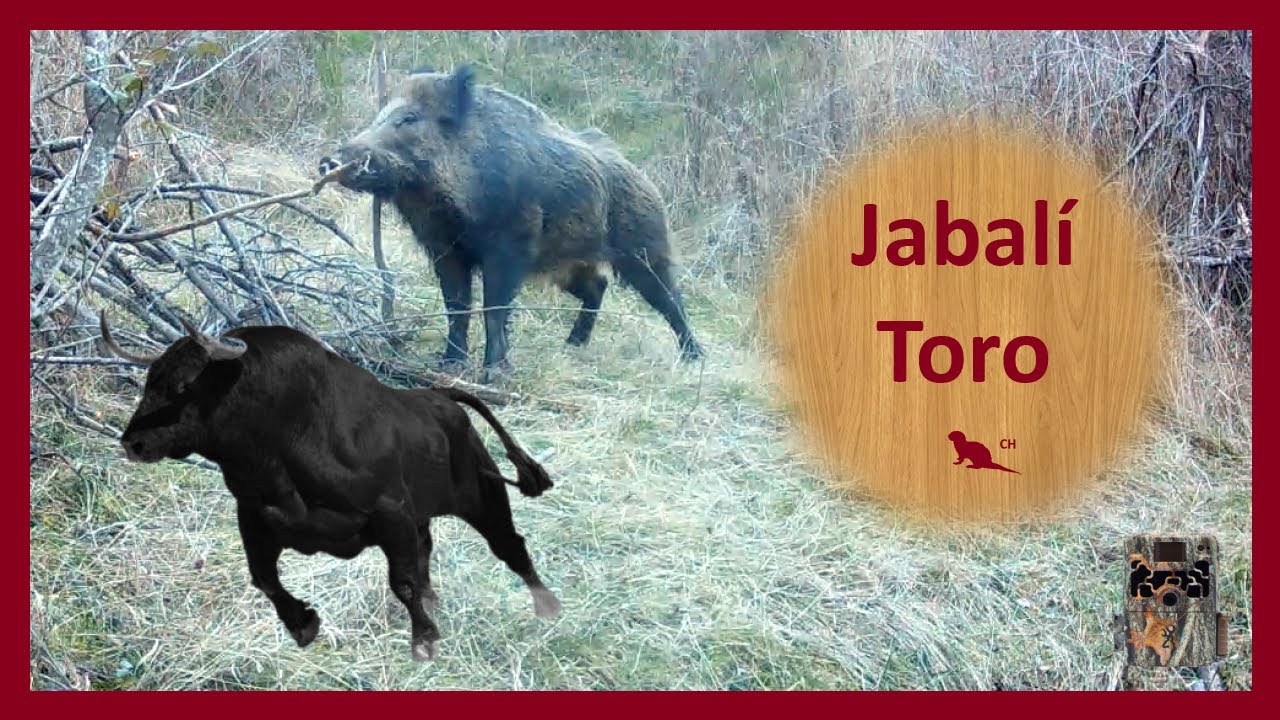 🌳 JABALÍ TORO 🦬 - YouTube