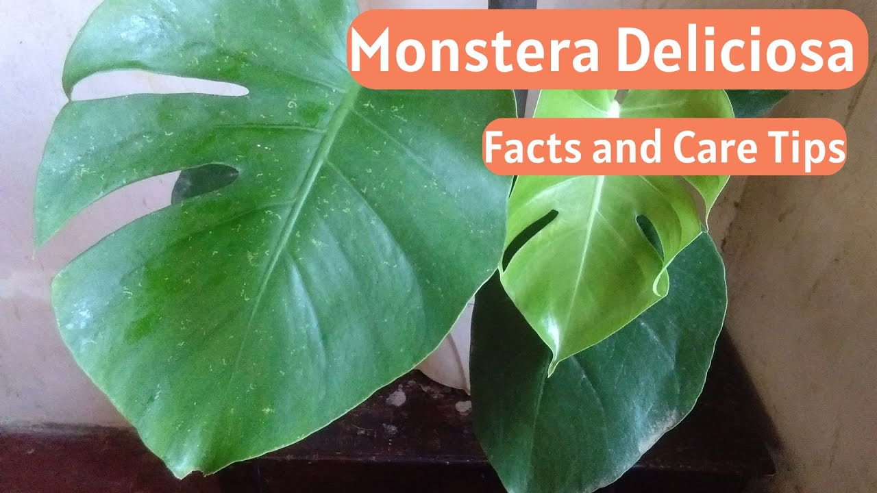 Monstera Deliciosa (Facts and Care Tips) - YouTube