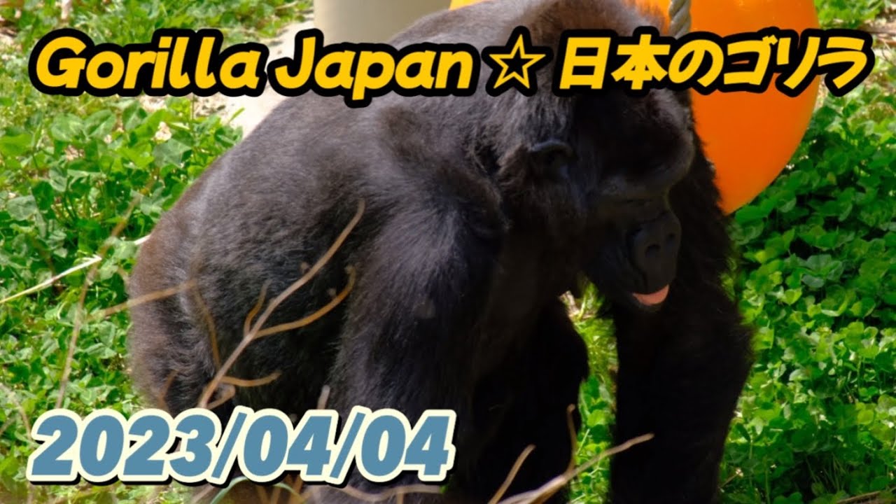 2023/04/04 〜 Shabani gorilla family 🍑🍇 東山動物園のゴリラ達 🦍 - YouTube