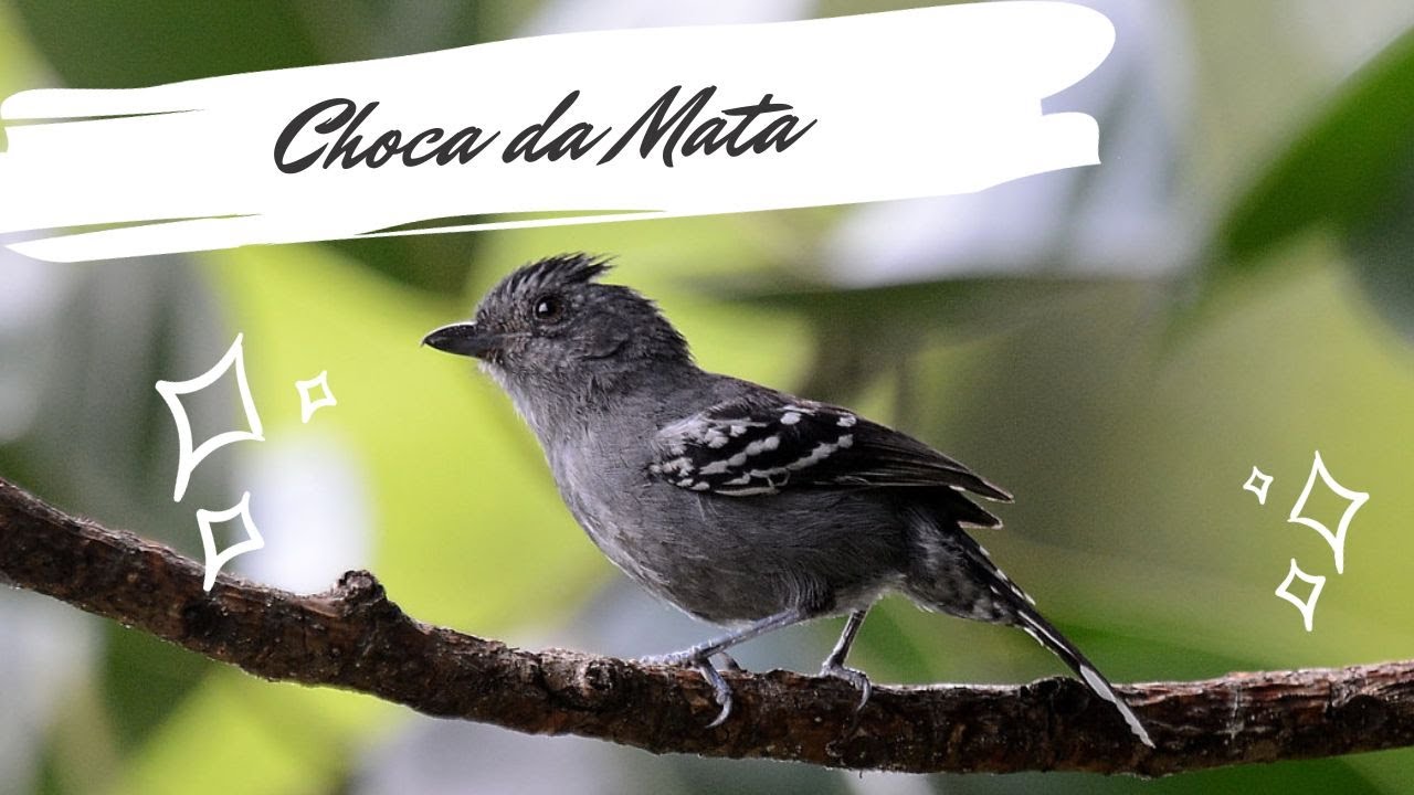 Choca da Mata - Thamnophilus caerulescens - Variable Antshrike - YouTube