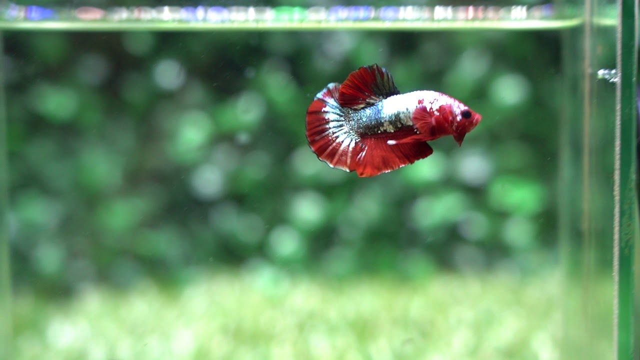 Betta USA TI 1002 Live Betta Fish High Quality Halfmoon Plakat Male Red ...