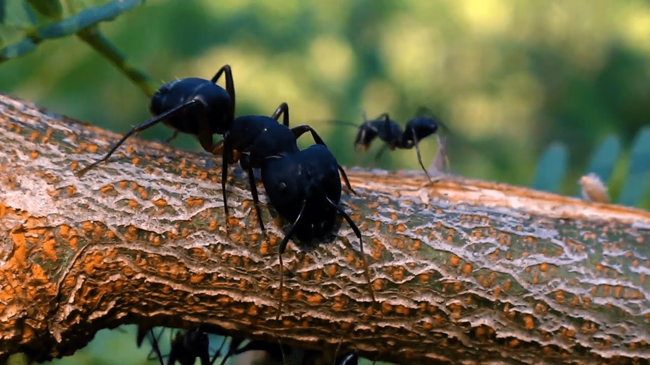 Mighty Ants in Nature | Soothing Video | Relaxing Music | Peaceful Mind ...