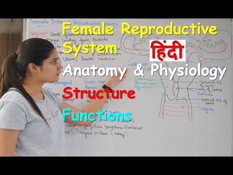 Female reproductive system in Hindi | external genitalia Area | Internal genitalia area | Functions