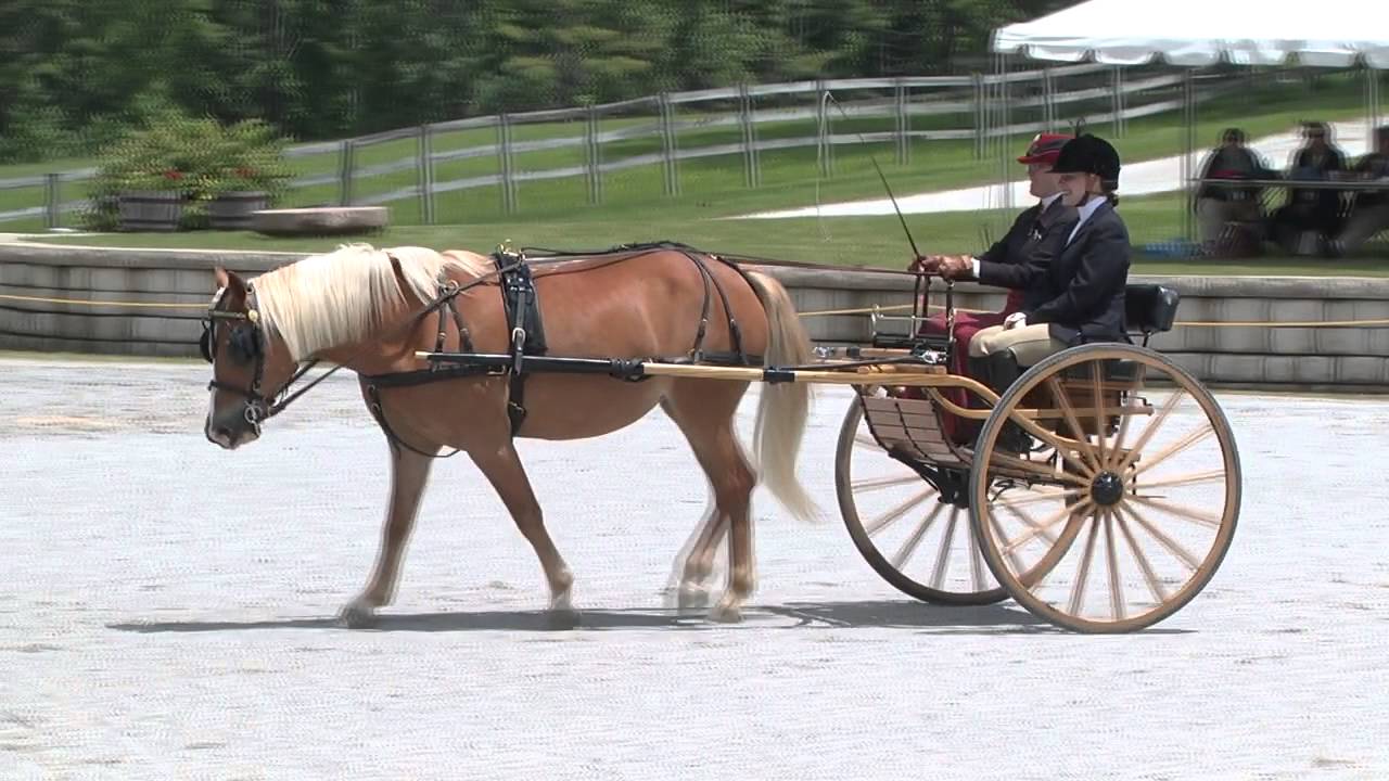 Ilyana Meltzer Dressage Orleton Farm Combined Test 2013 - YouTube