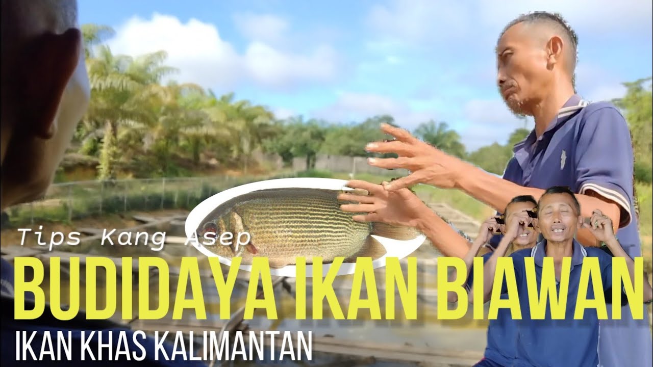 BUDIDAYA IKAN BIAWAN || IKAN ASLI KALIMANTAN || TIPS DARI SI AKANG ...