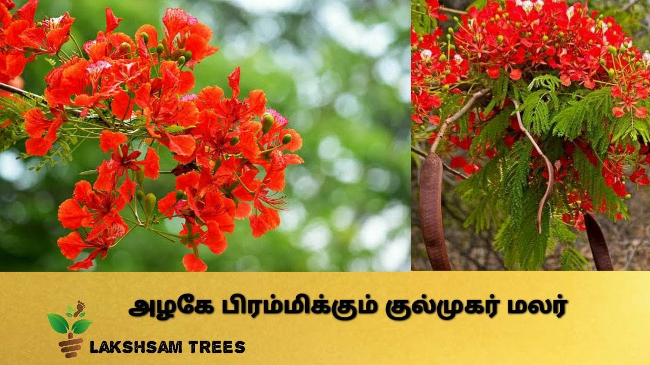 குல்முகர் மலரே || அழகிய பூ மரம் ஒரு பார்வை || Lakshsam Trees - YouTube