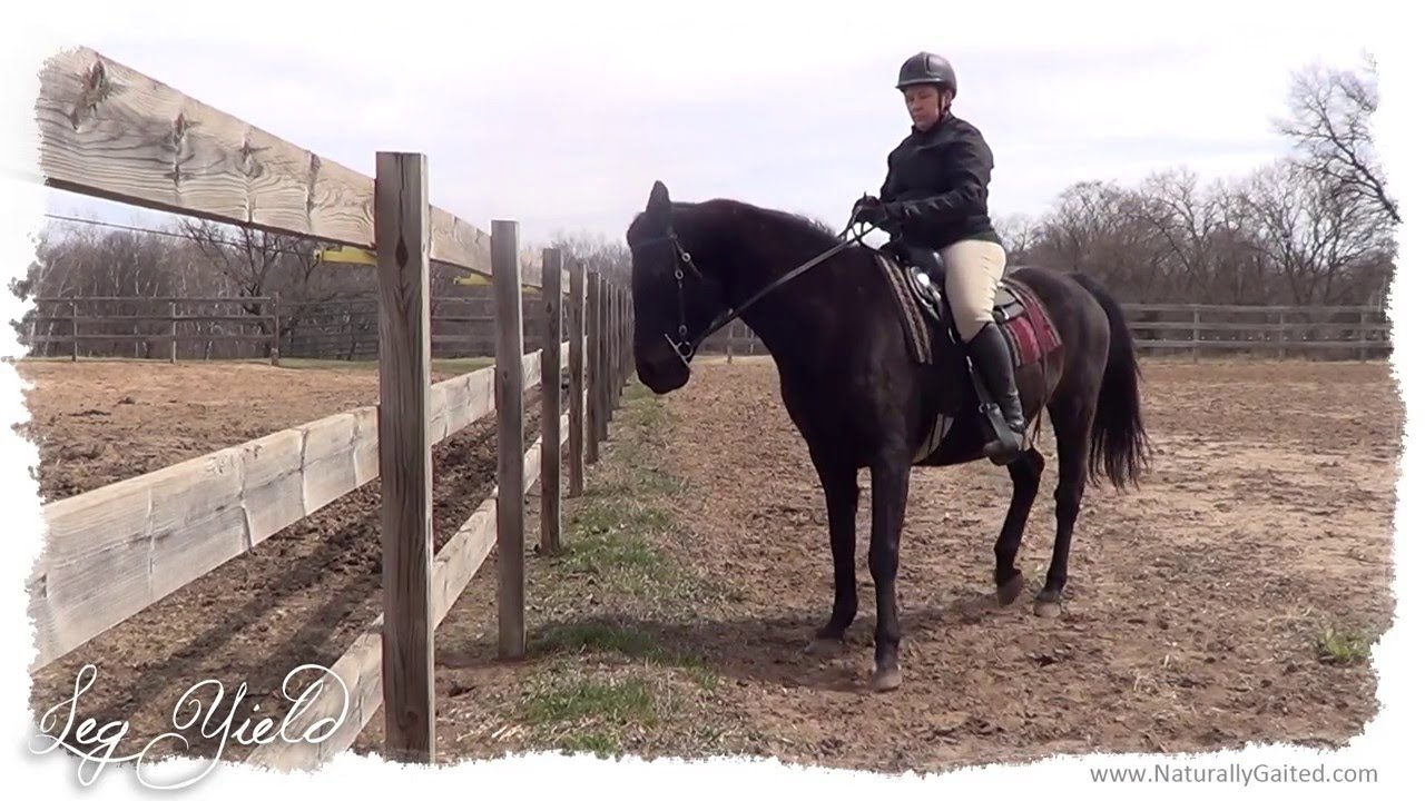 Leg Yield along the Fence at a Walk - YouTube