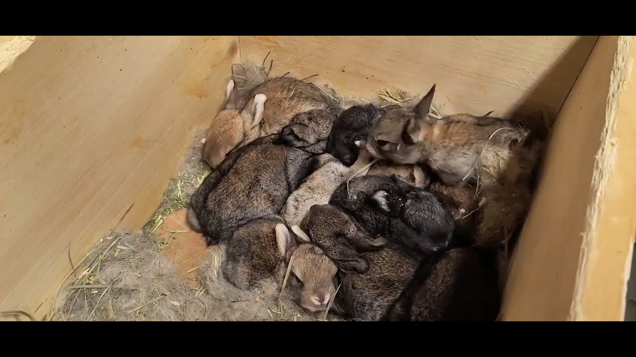 Bunny progress! baby bunnies! Kits Kittens! Adorable! Happy Farm. - YouTube