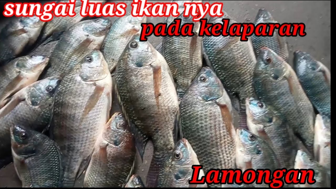 sepot sungai liaran ikan nya besar2 - YouTube