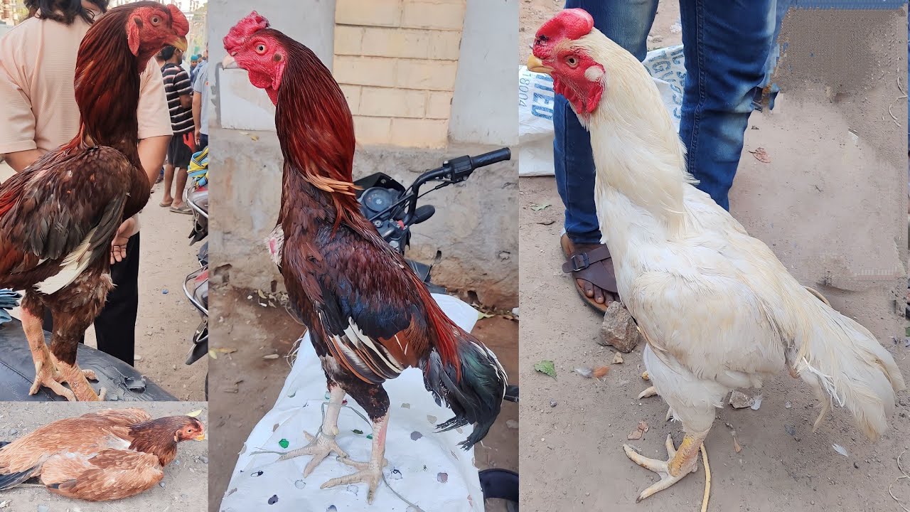 Every Sunday Erragadda Market || Murgi Bazar Hyderabad || 🐓 - YouTube