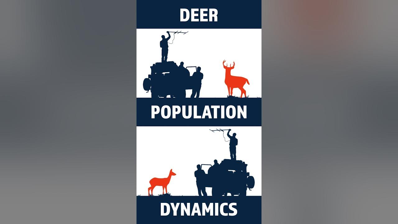 Deer Population Dynamics - YouTube