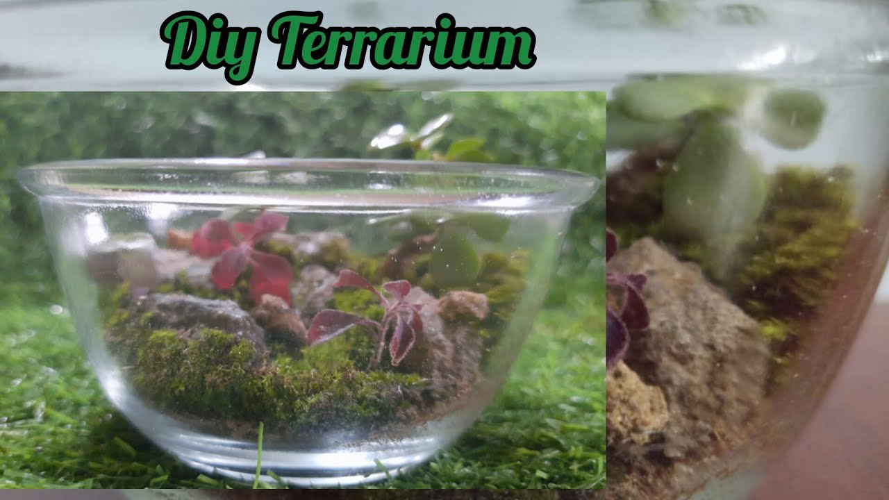 Diy ll Simple & easy Terrarium making ll terrarium in a glass jar ll how to make Terrarium at ...