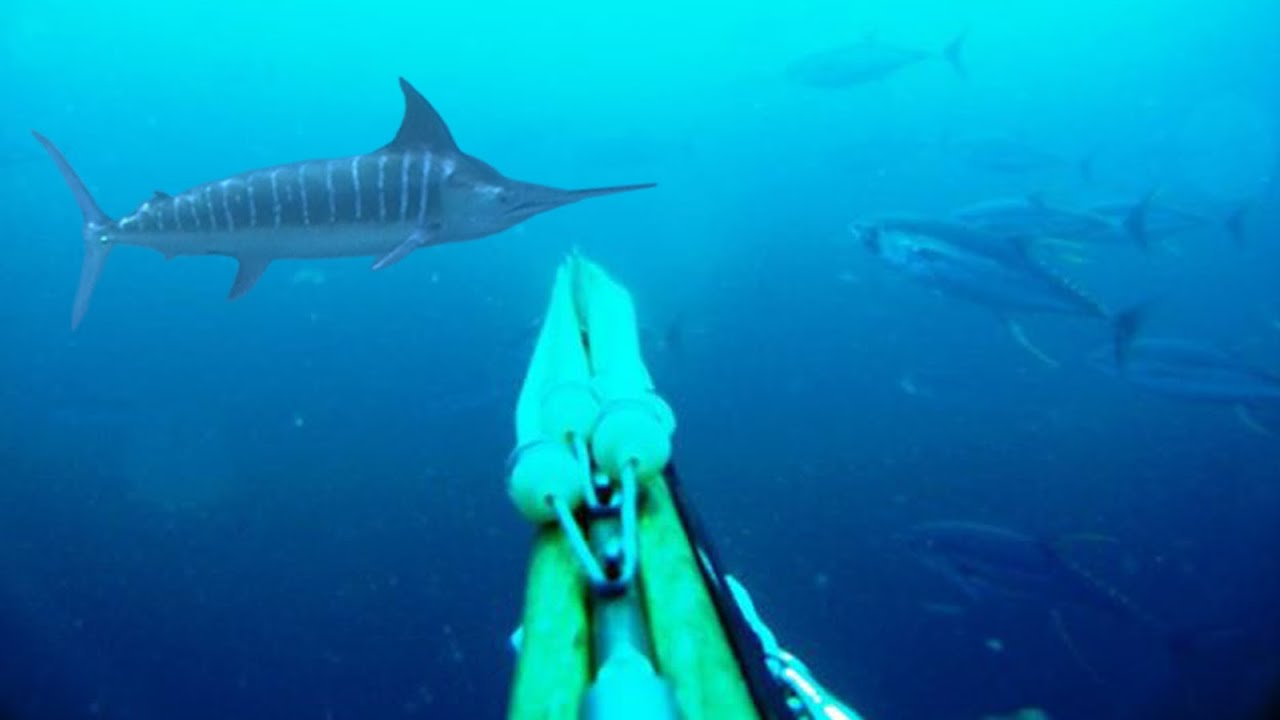 Blue Water Spearfishing Pesca Sub, com Diego Santiago - YouTube