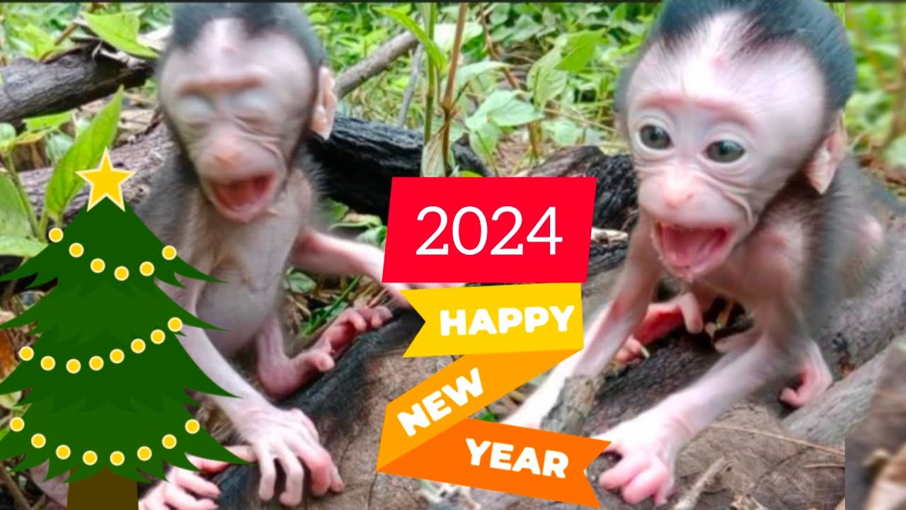 a very active baby kiekie monkey - YouTube