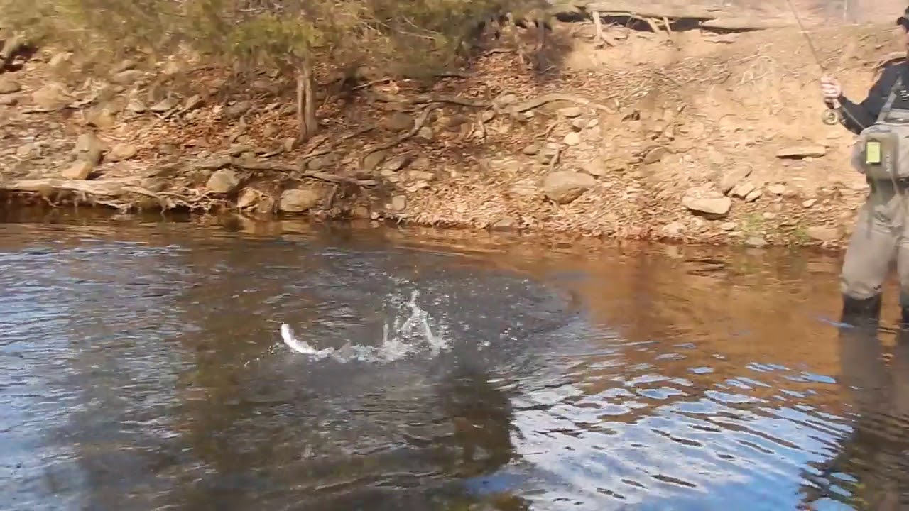 Dancing Rainbow Trout - YouTube