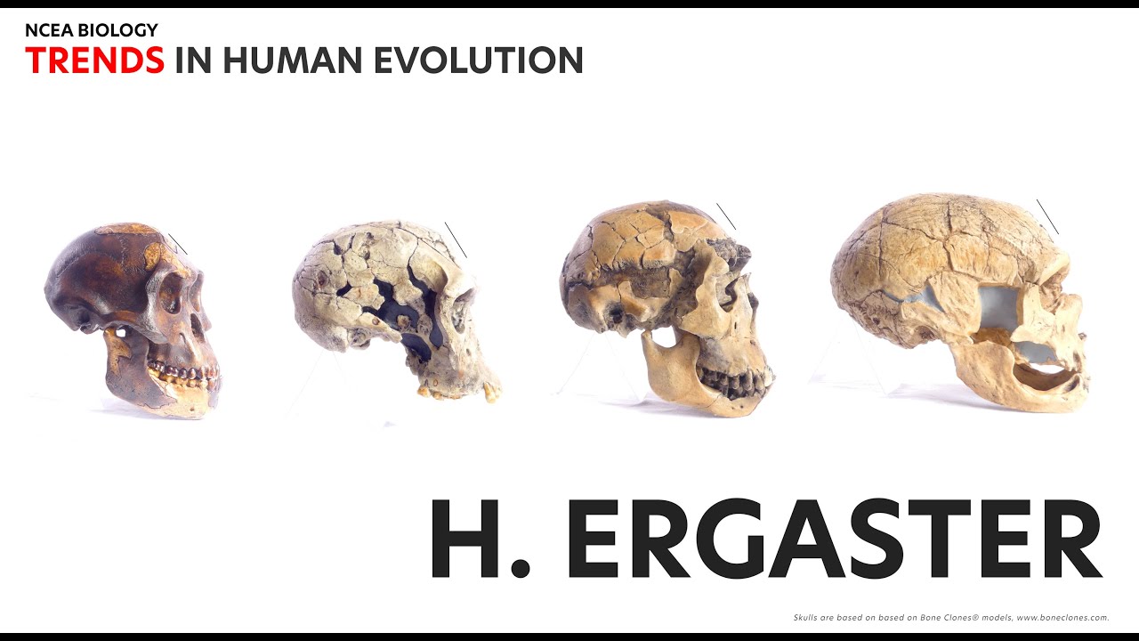 Homo Erectus Skull Features