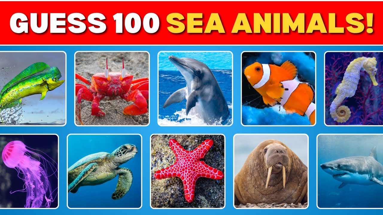 Can You Name These Sea Animals? | Fun English Vocabulary Quiz | Guess ...