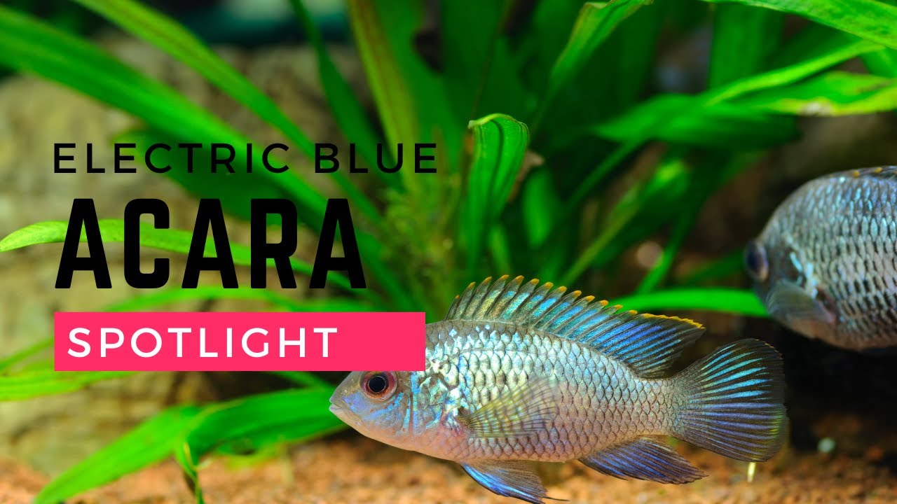 Electric Blue Acara Cichlids: Stunning Colors & Easy Care Tips! - YouTube