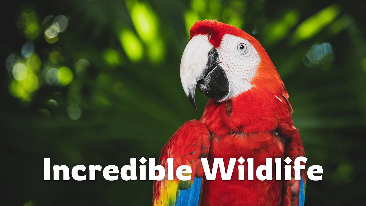 Beautiful Animals in Wildlife & Incredible World Scenario for Relax with Soothing Music - YouTube